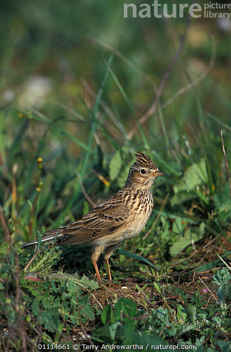 Stock photo of Skylark on set aside land {Alauda arvensis} Brecklands ...