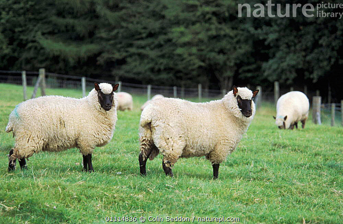 Stock photo of Clun forest sheep {Ovis aries} Wales UK. Available for ...