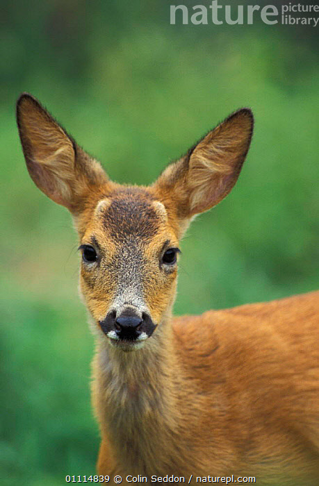 Stock photo of Roe deer juvenile male {Capreolus capreolus} Somerset UK ...