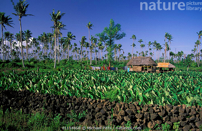 Stock photo of Traditional Fale and Taro plantation. Savaii, Western ...