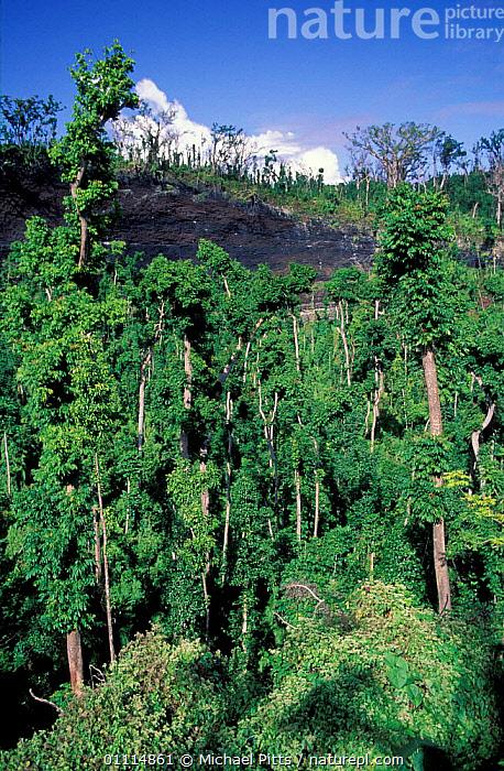 Stock photo of Tree canopy inside extinct volcano crater. Savaii ...