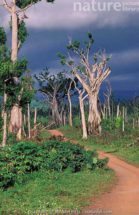 Stock photo of Cyclone damage to trees. Savaii Western Samoa Polynesia ...