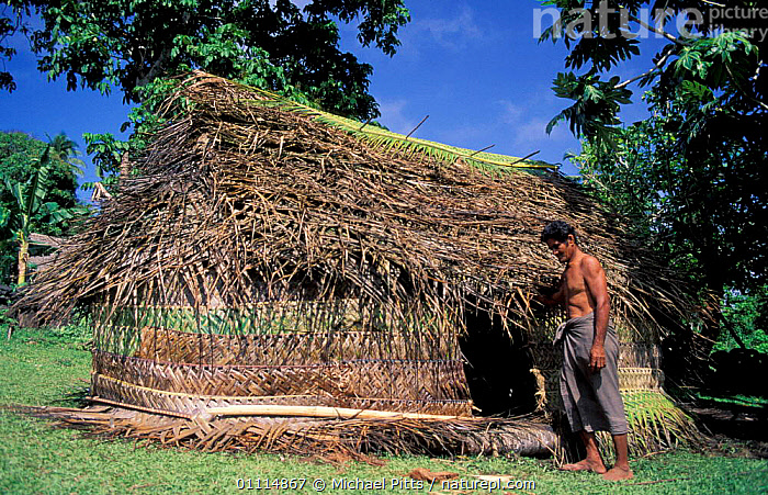 Stock photo of Village elder outside traditional Fale hut. Niaffou ...