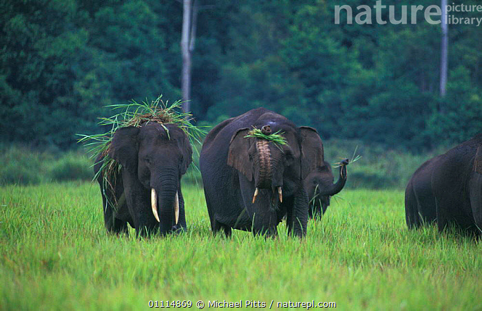 Stock photo of Indian elephants grazing and covering back with grass {E ...