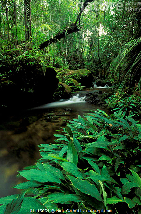 Stock photo of Stream in montane rainforest on slopes of Mount Kinabalu ...