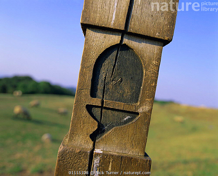 Stock photo of Cotswold Way footpath waymarker with acorn symbol of ...