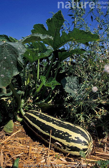 Stock photo of Marrow plant with large marrow {Cucurbita pepo ...