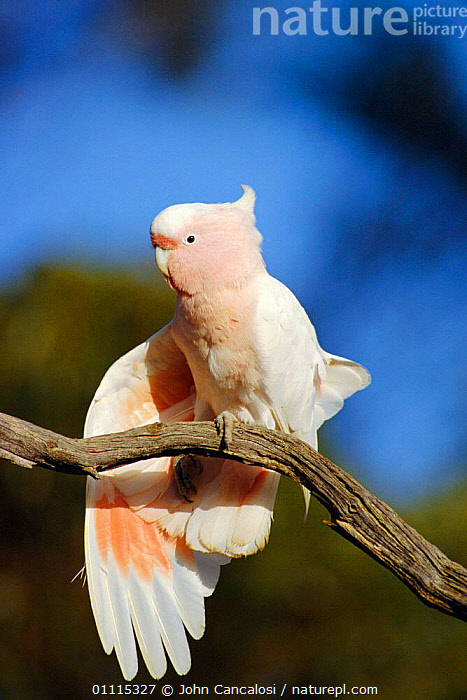 Stock photo of Pink cockatoo stretching wing {Cacatua leadbeateri ...