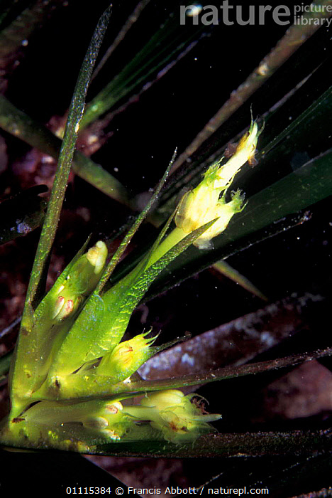 Stock photo of Neptune grass flowers {Posidonia oceanica} Menorca ...