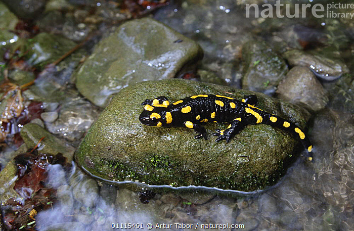 Stock photo of Salamander {Salamandra maculosa} Gorce Mountains ...