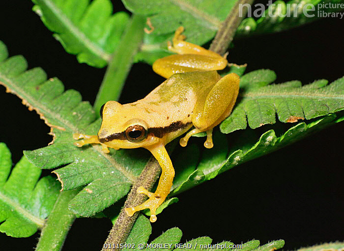 Stock photo of Frog on fern in lowland rainforest {Eleutherodactylus ...