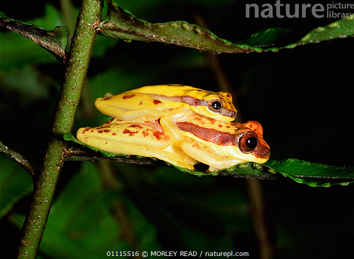 Stock photo of Tree frogs {Hyla rhodopepla} in amplexus, note smaller ...