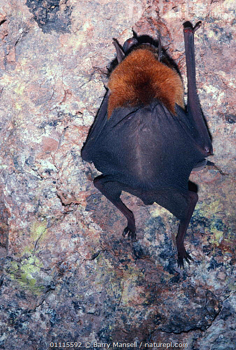 Stock photo of Naked-backed / Moustached bat {Pteronotus davyi} Sonora ...