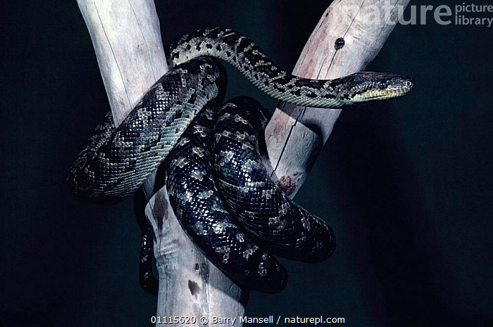 Stock photo of Berry island boa {Epicrates striatus fowleri} captive ...