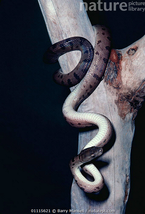 Stock photo of Abaco island boa {Epicrates exsul} captive occurs Abaco ...