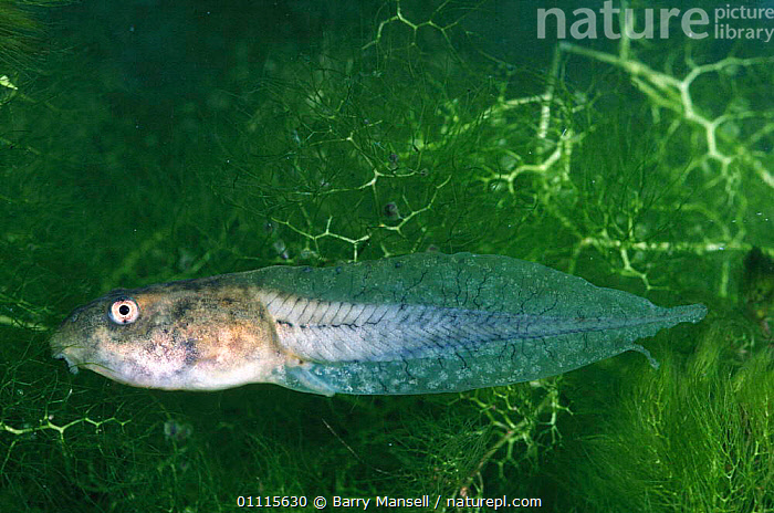 Stock photo of Florida gopher frog tadpole {Rana areolata aesopus ...