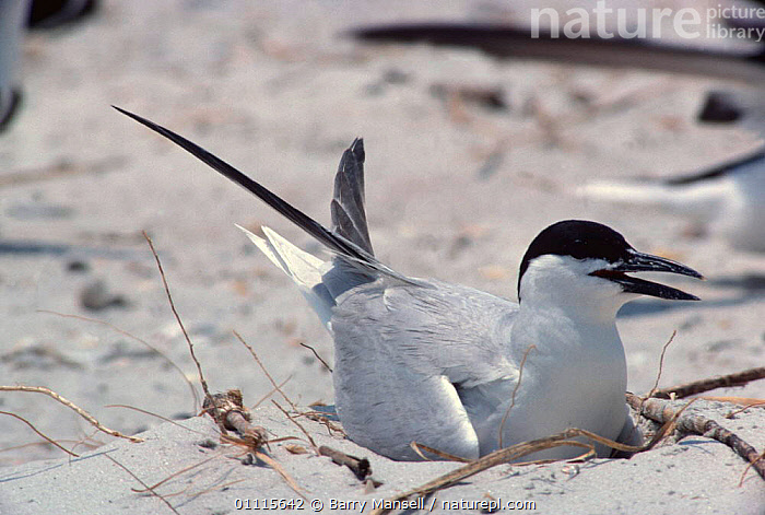 Stock Photo Of Gull Billed Tern On Nest Gelochelidon Sterna