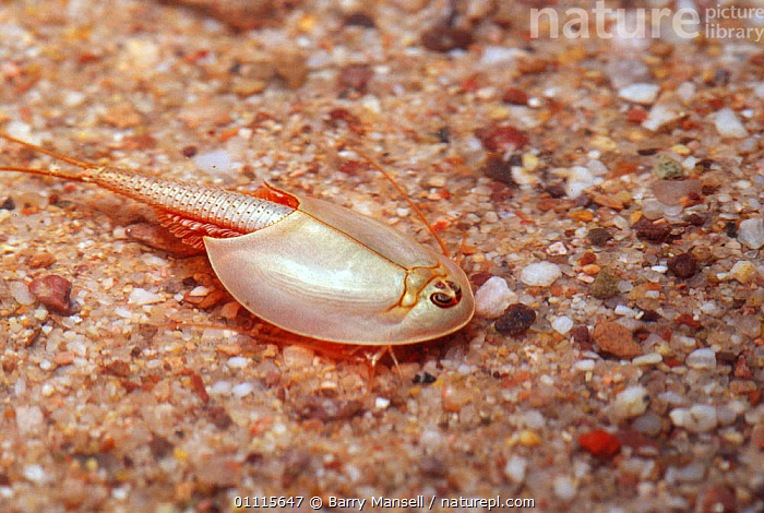 Stock photo of Desert tadpole shrimp {Triops longicaudatus} Arizona ...