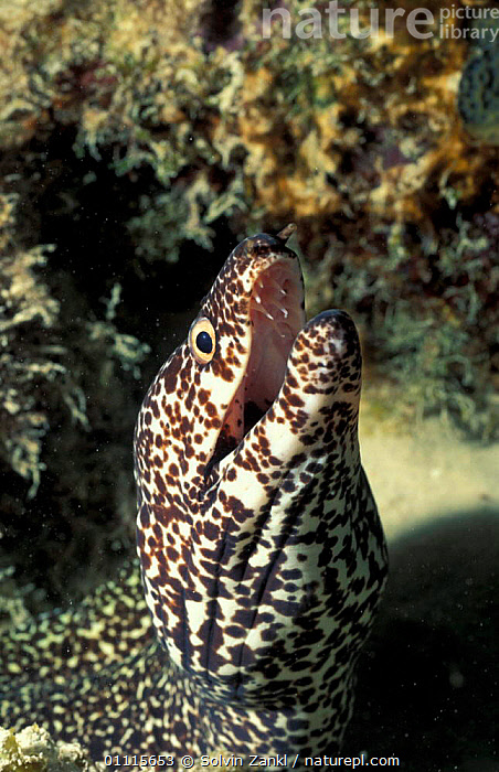 Stock photo of Spotted moray eel {Gymnothorax moringua} Virgin Is ...