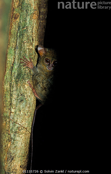 Stock photo of Spectral tarsier {Tarsius tarsier / spectrum / fuscus ...