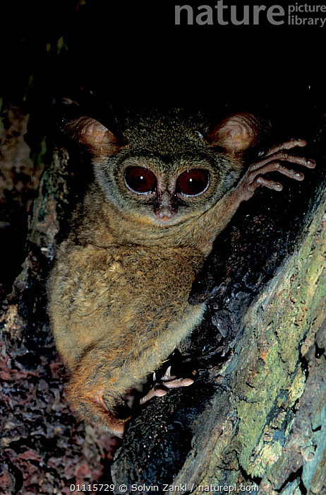 Stock photo of Spectral tarsier portrait {Tarsius tarsier / spectrum ...