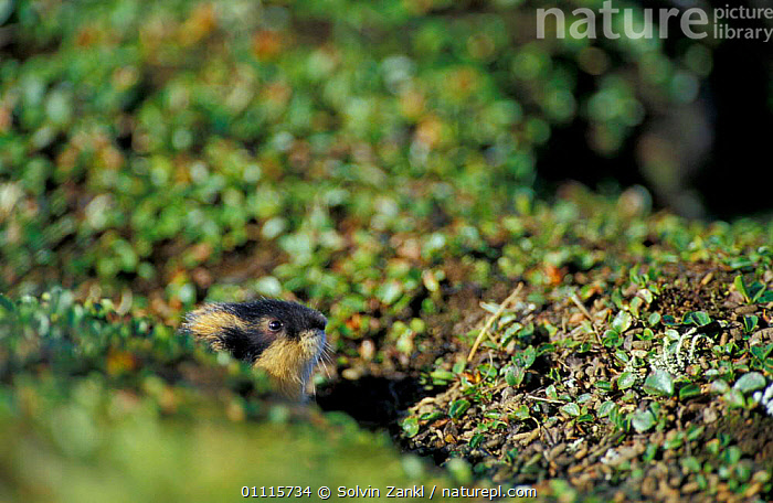 Stock photo of Norway lemming at burrow entrance {Lemmus lemmus} Norway ...
