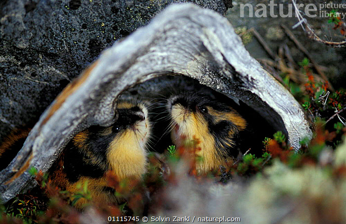 Stock photo of Two Norway lemmings {Lemmus lemmus} Norway. Available ...