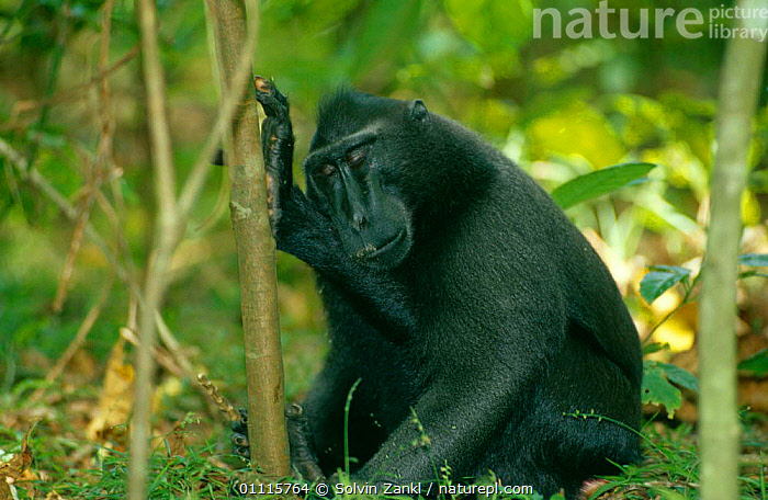Stock photo of Celebes / Black / Sulawesi crested macaque {Macaca nigra ...