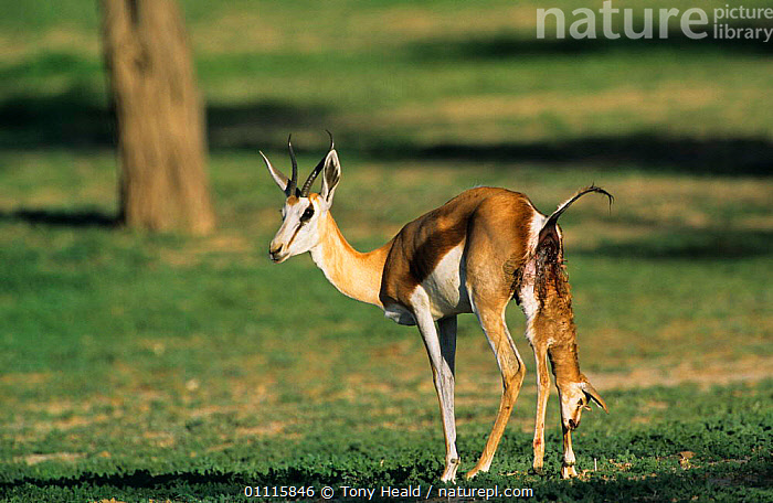 Stock photo of Springbok giving birth to stillborn calf {Antidorcas ...