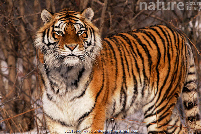 Wild Yak v Siberian (Amur) Tiger - Bestiary