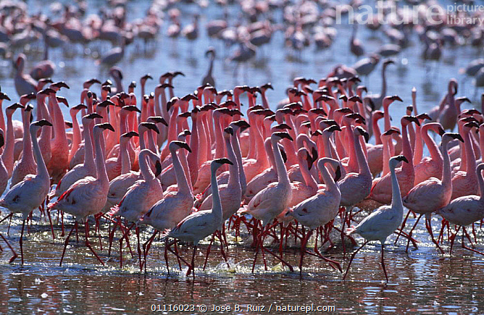 Stock photo of Lesser flamingo group performing ritual group mating ...