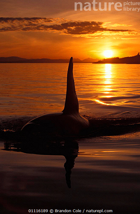 Stock photo of Male Killer whale at sunset {Orcinus orca} Washington ...