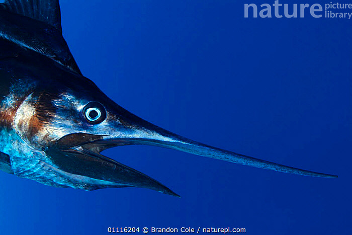 Stock photo of Pacific blue marlin {Makaira nigricans mazara} Hawaii ...