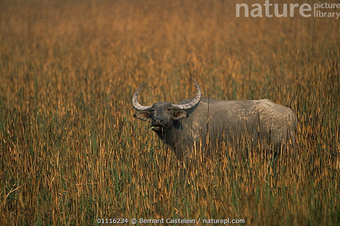 Stock photo of Indian wild Water buffalo in grass (Bubalus arnee ...