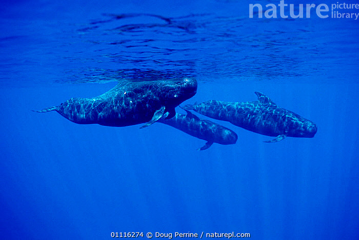 Stock photo of Short finned pilot whales {Globicephala macrorhynchus ...