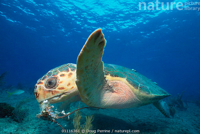 Stock photo of Loggerhead turtle eating spiny lobster {Caretta caretta ...