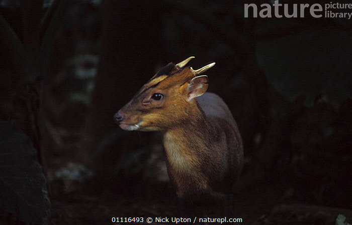 Stock photo of Male Formosan reeve's muntjac deer {Muntiacus reevesi ...