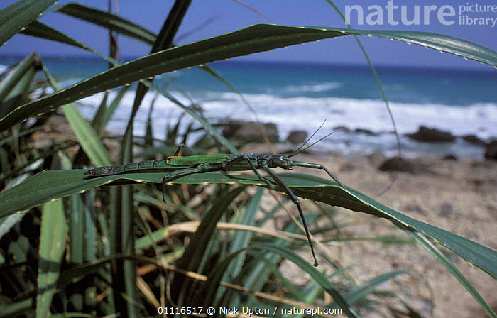 Stock photo of Giant stick insect {Megacrania tsudai} Taiwan, endemic ...