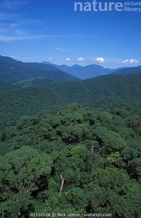 Stock photo of Mid elevation forests, Fu-shan, Taiwan. Available for ...