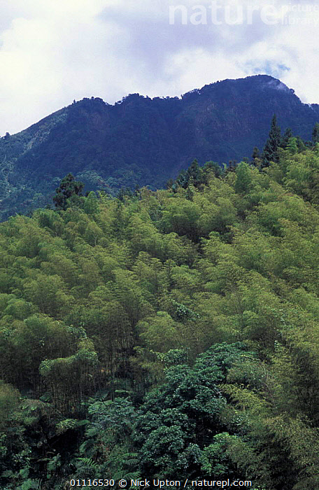 Stock photo of Giant bamboo forests, Chi-tou, Taiwan. Available for ...