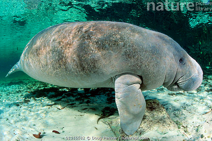 Stock photo of Florida manatee profile {Trichchus manatus latirostris ...