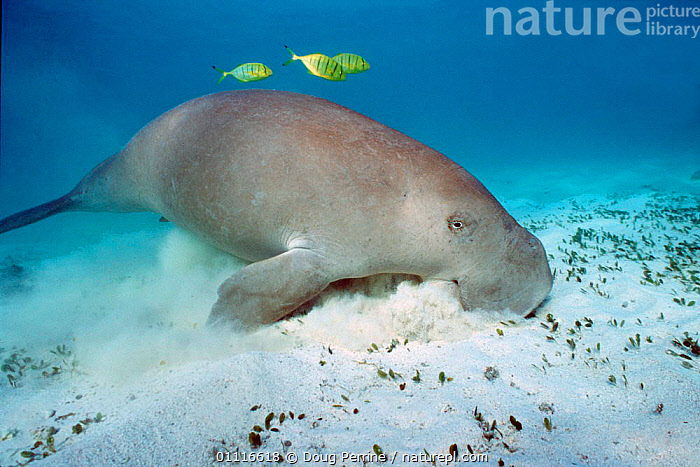 Stock photo of Dugong grazing on sea grass {Dugong dugong} Western ...