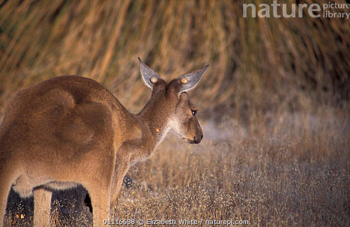 Stock photo of Eastern grey kangaroo {Macropus giganteus} sick with ...