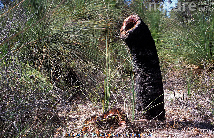 Stock photo of Grass tree stump {Xanthorrhoeaceae} Western Australia ...