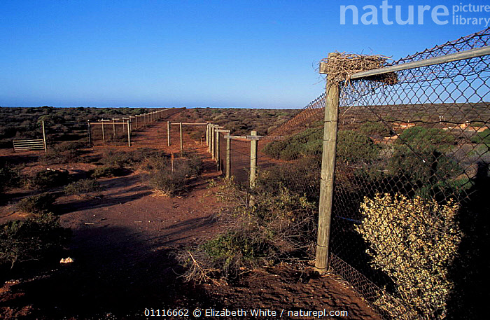 Stock photo of Vermin-proof fence, Project Eden, Shark Bay, Western ...