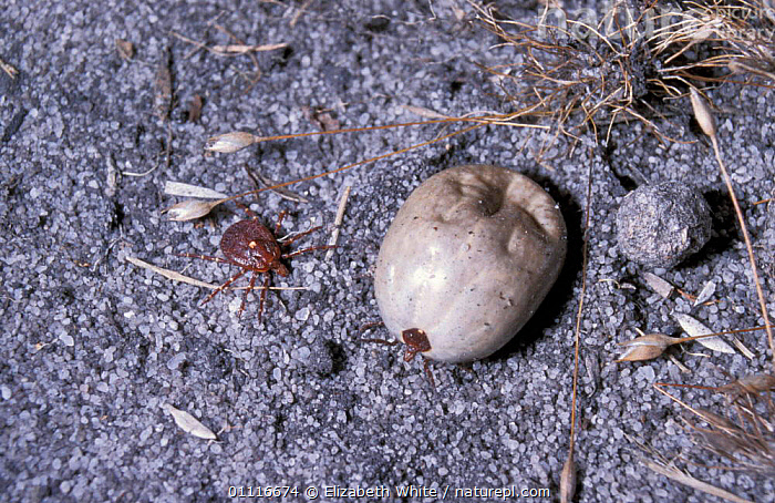 Stock photo of Two Kangaroo ticks - one engorged with blood after ...
