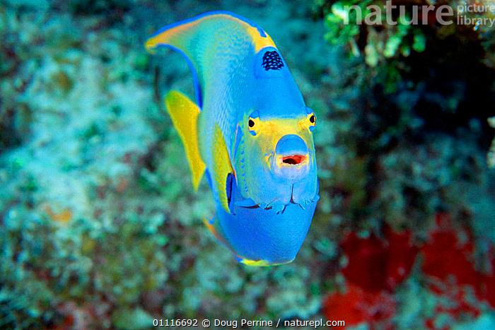 Stock photo of Queen angelfish head on {Holacanthus ciliaris} Bahamas ...