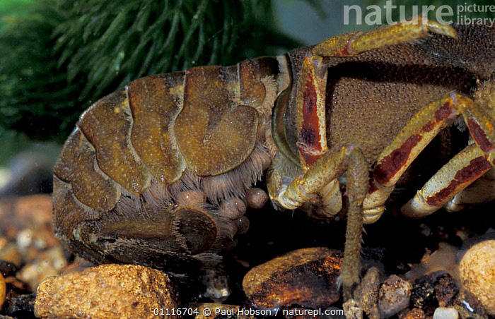 Stock photo of Common crayfish female with eggs under thorax {Astacus ...