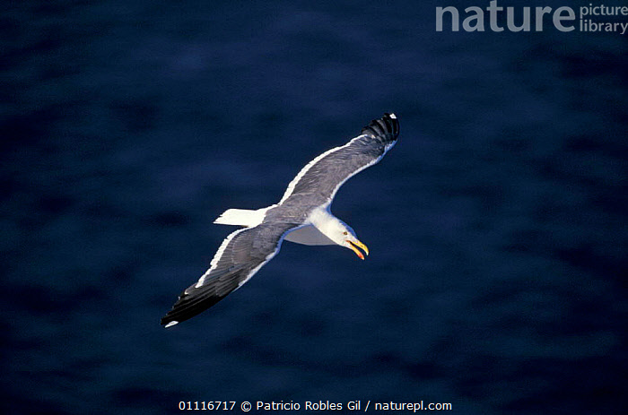 Stock photo of Yellow footed gull flying {Larus livens} Mexico ...