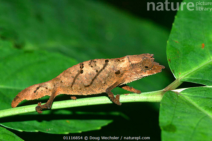 Stock photo of Dwarf chameleon {Rhampholeon spectrum} in rainforest ...